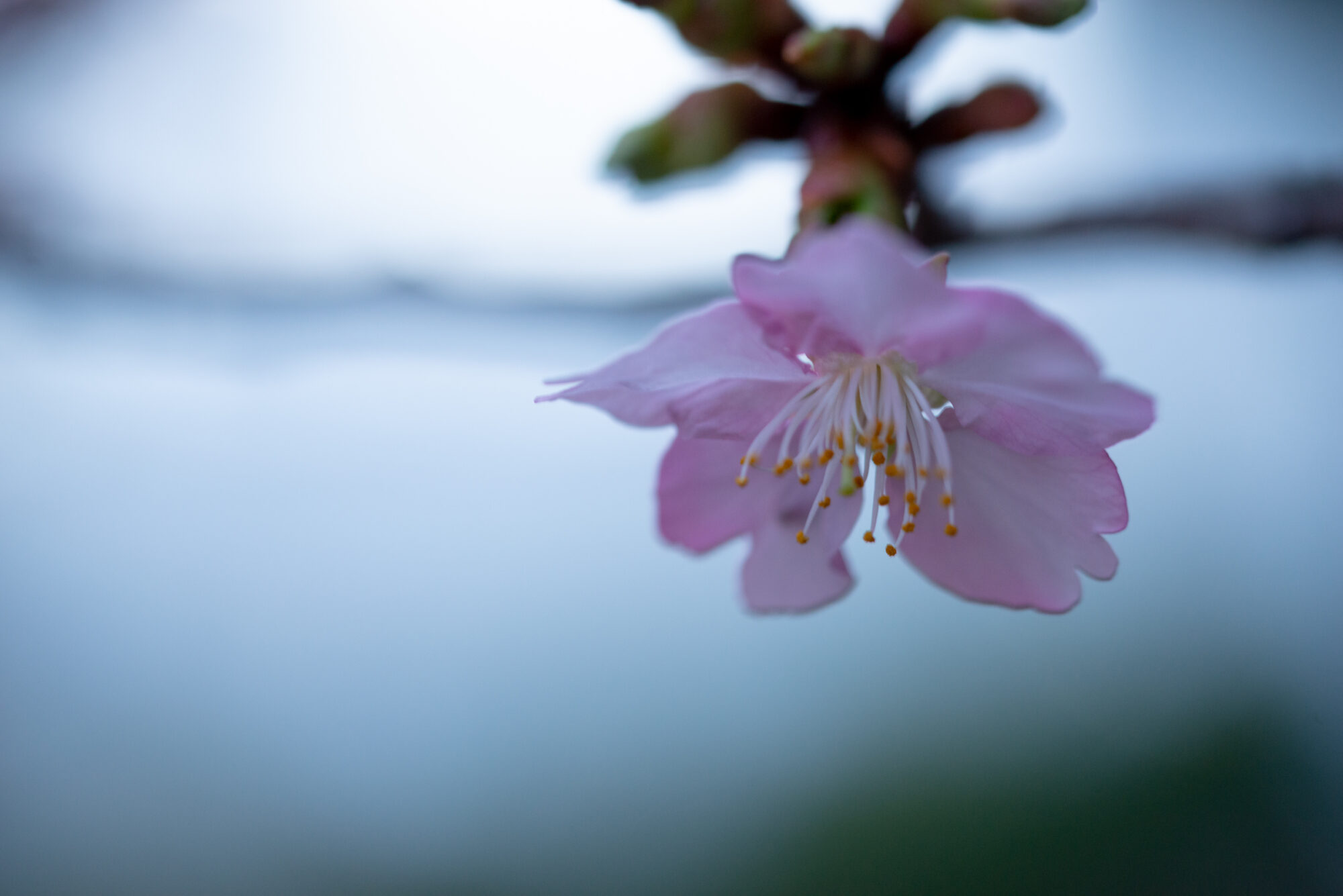 「写真家・長瀬正太の視線vol.9 ︎」春はもう…すぐそこに。｜前橋発、新しい風 「めぶく」街 。前橋の様々な話題を取り扱う前橋新聞-mebukuです。