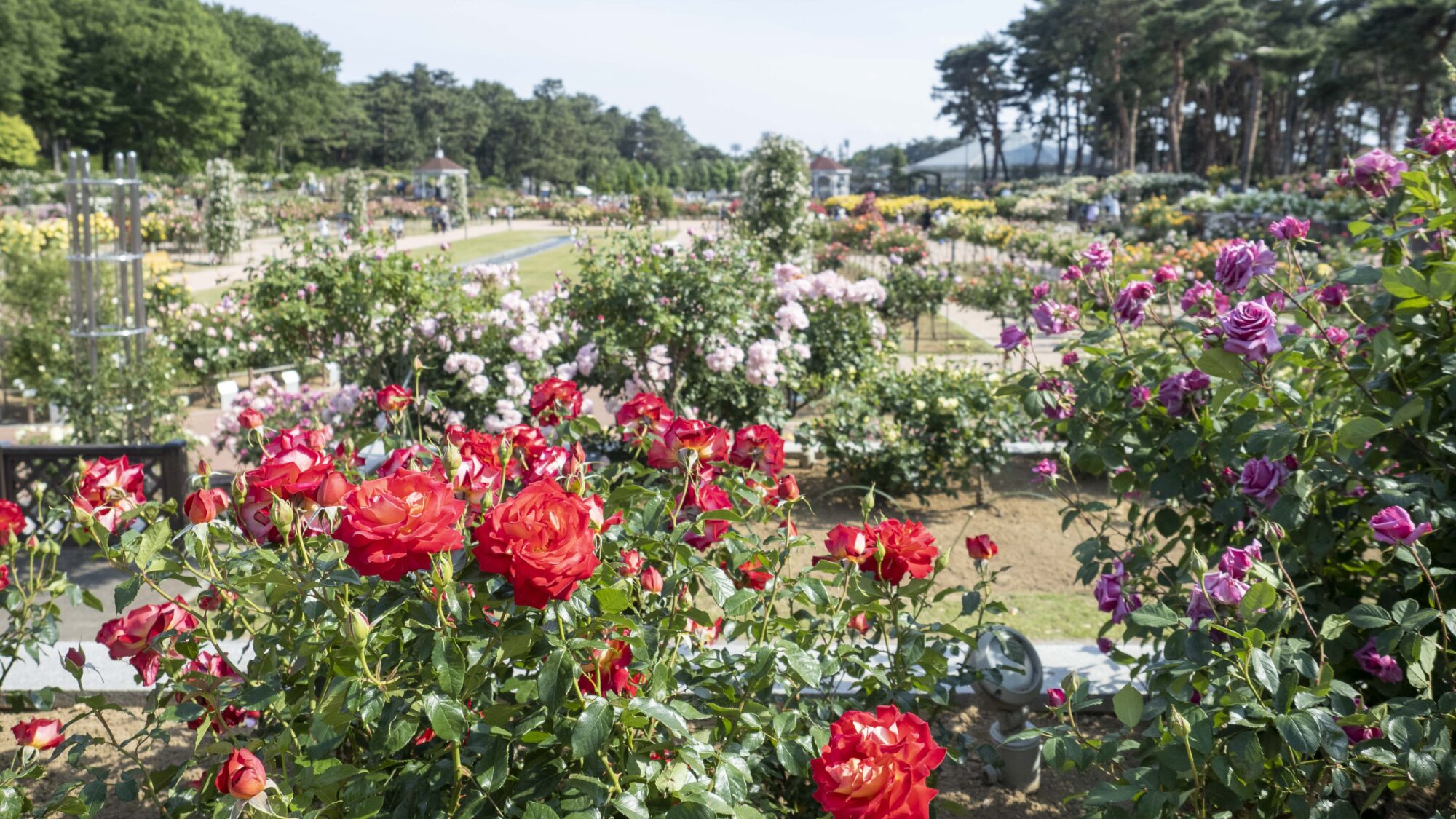 【貴方を薔薇に会わせたい－ 5】 春しか咲かない一季咲き(N)｜前橋発、新しい風 「めぶく」街 。前橋の様々な話題を取り扱う前橋新聞-mebukuです。