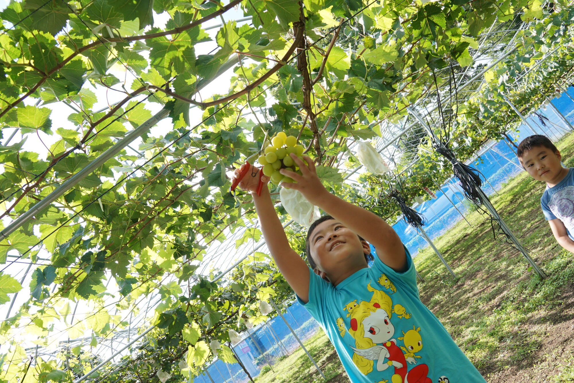 モモもブドウもたわわ 「観光農園あかぎおろし」で直売＆もぎ取り、スイーツはいかが？（N）｜前橋発、新しい風 「めぶく」街 。前橋の様々な話題を取り扱う前橋新聞-mebukuです。