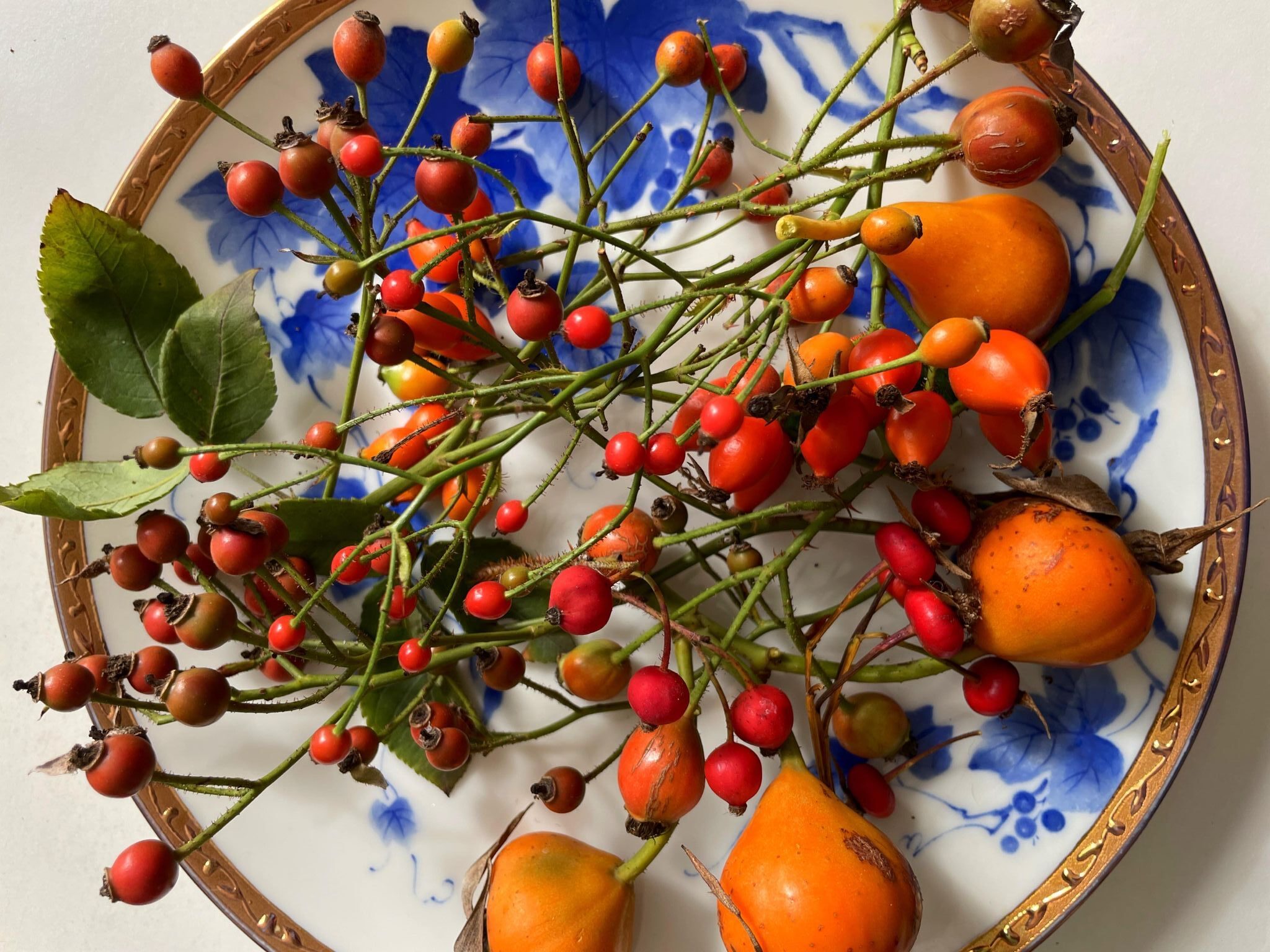 【貴方を薔薇に会わせたい・秋 2】 ローズヒップは万能選手(N)｜前橋発、新しい風 「めぶく」街 。前橋の様々な話題を取り扱う前橋新聞-mebukuです。