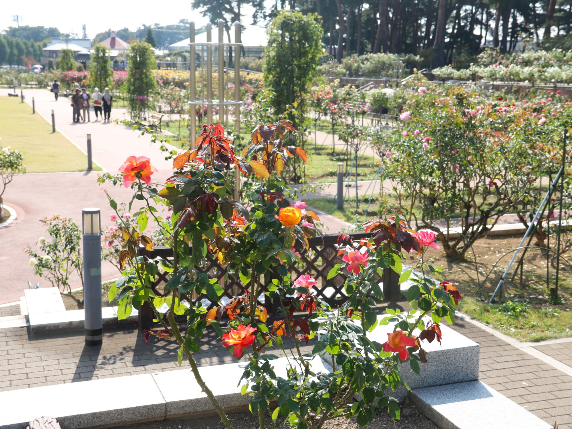 【貴方を薔薇に会わせたい・秋 1】 秋のバラと空の月(K)｜前橋発、新しい風 「めぶく」街 。前橋の様々な話題を取り扱う前橋新聞-mebukuです。