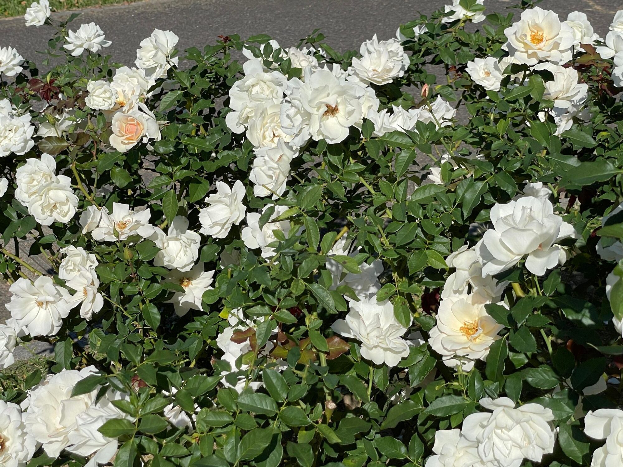 【貴方を薔薇に会わせたい・秋 3】特別な力のあるバラ (N)｜前橋発、新しい風 「めぶく」街 。前橋の様々な話題を取り扱う前橋新聞-mebukuです。