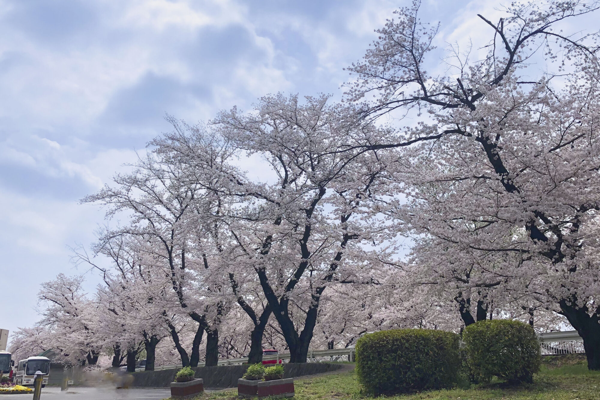 春爛漫「敷島公園桜祭り」 30、31日にキッチンカーやアコーディオン演奏 ｜前橋発、新しい風 「めぶく」街 。前橋の様々な話題を取り扱う前橋新聞-mebukuです。